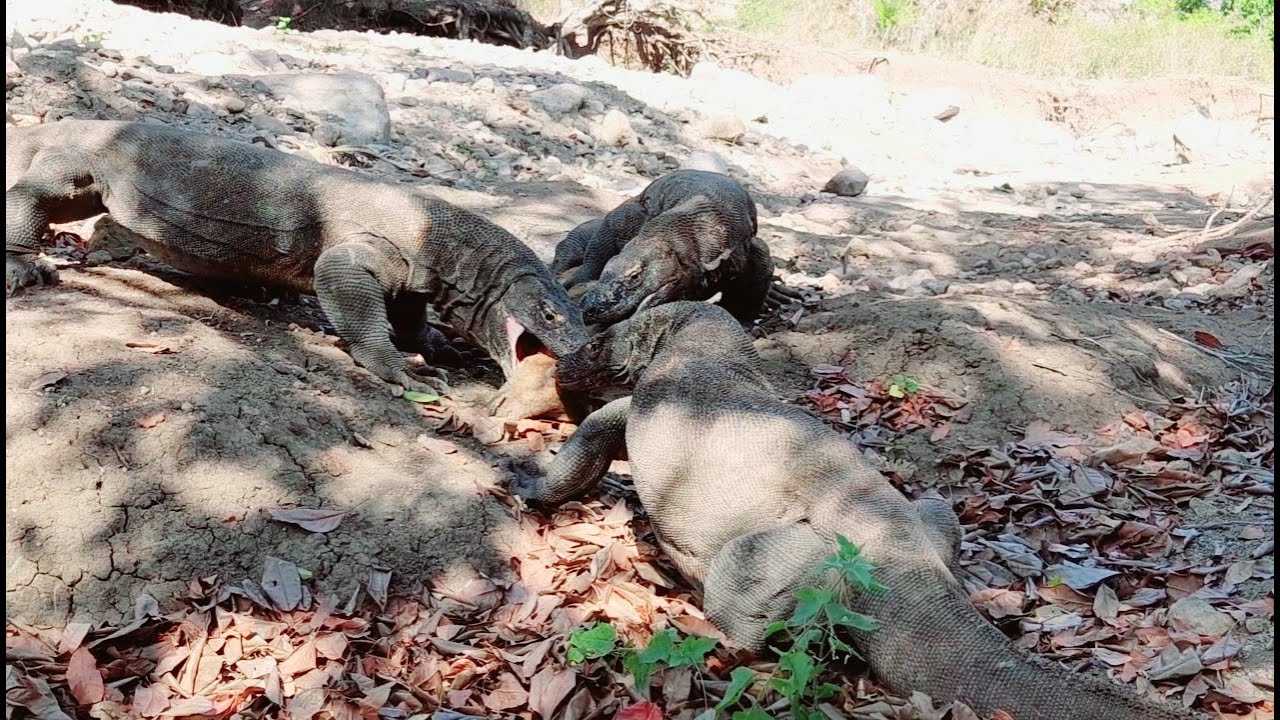 Large Komodo Dragons" fight each other to eat their mother goat,, - YouTube