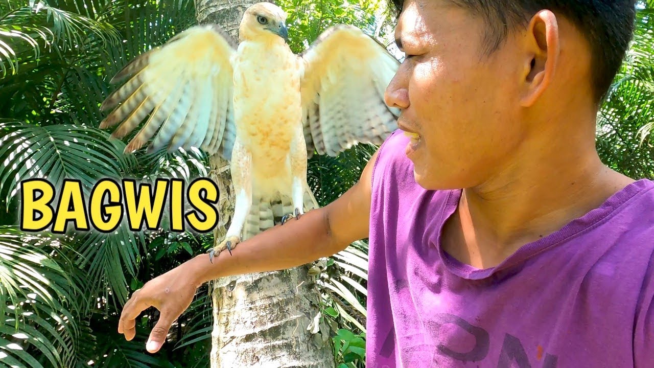 BAGWIS MAILAP NA! - YouTube