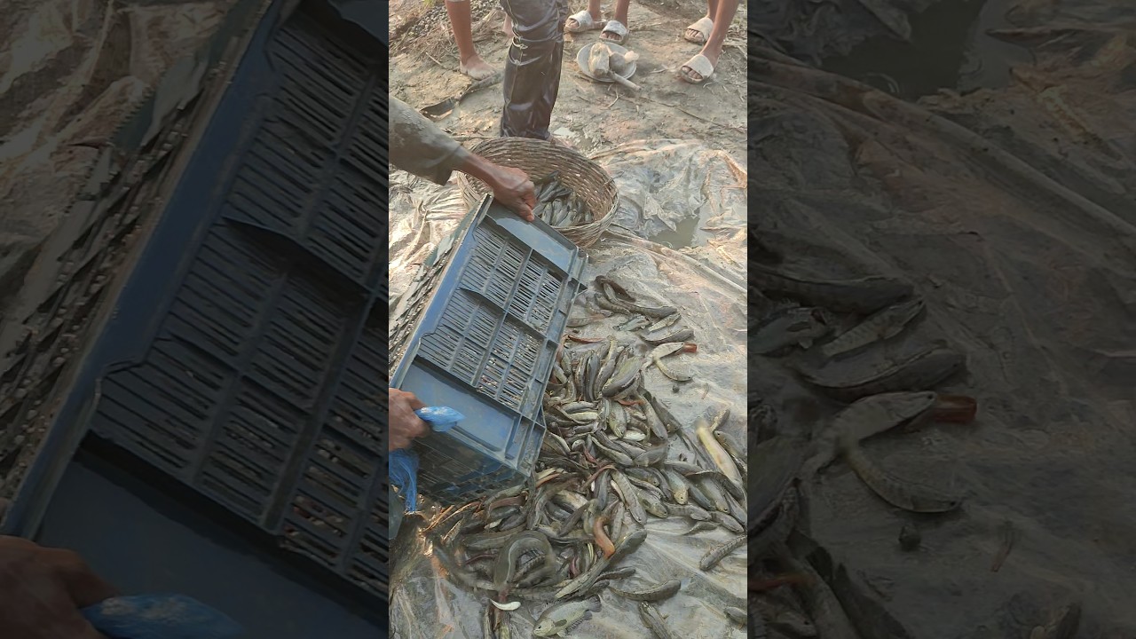 amezing deshi mix bill fish #shorts #fishing #fishing #billfish - YouTube