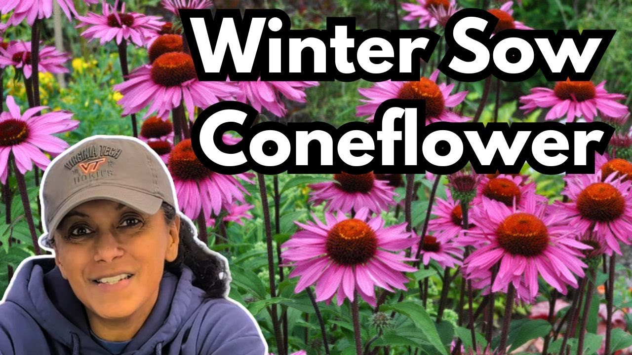 How To Winter Sow Coneflower Echinacea Seeds - YouTube