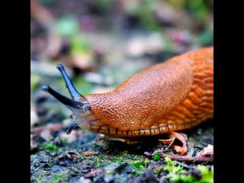 The_Real_Slug Live Stream - YouTube