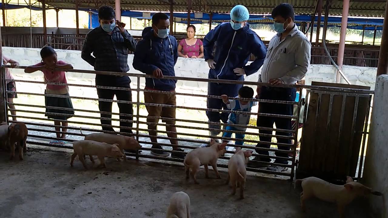 lumbini livestock bangur farm rupandehi - YouTube