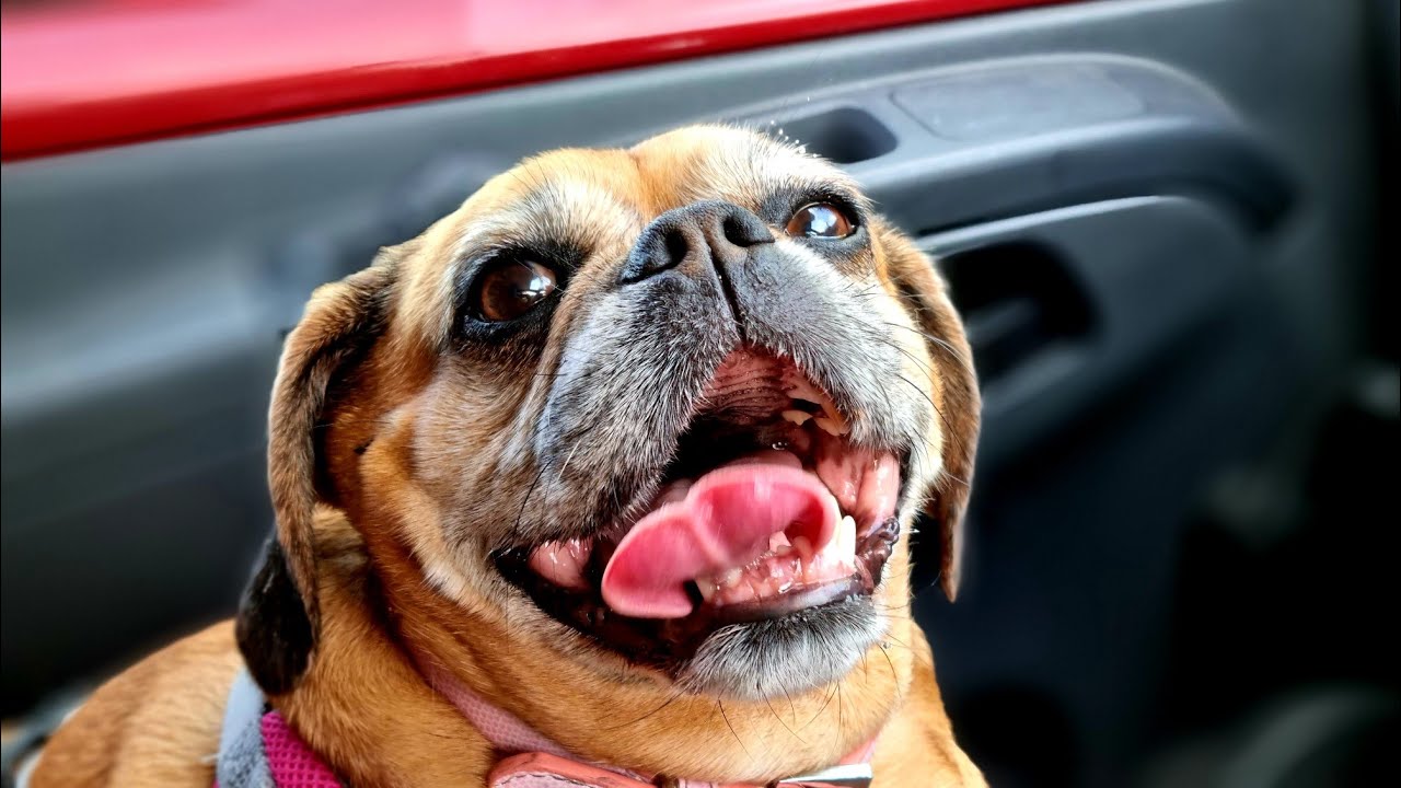 Meet Lilly boo #Pugglelife - YouTube