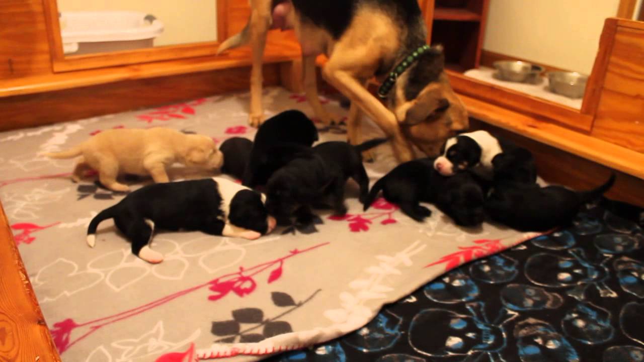 Shep x pups - 13 days old - YouTube