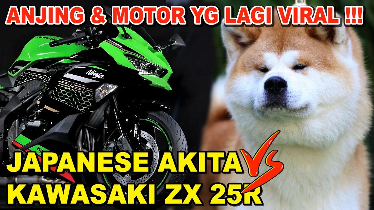 ANJING & MOTOR YG LAGI VIRAL : JAPANESE AKITA VS KAWASAKI ZX25R 4 ...