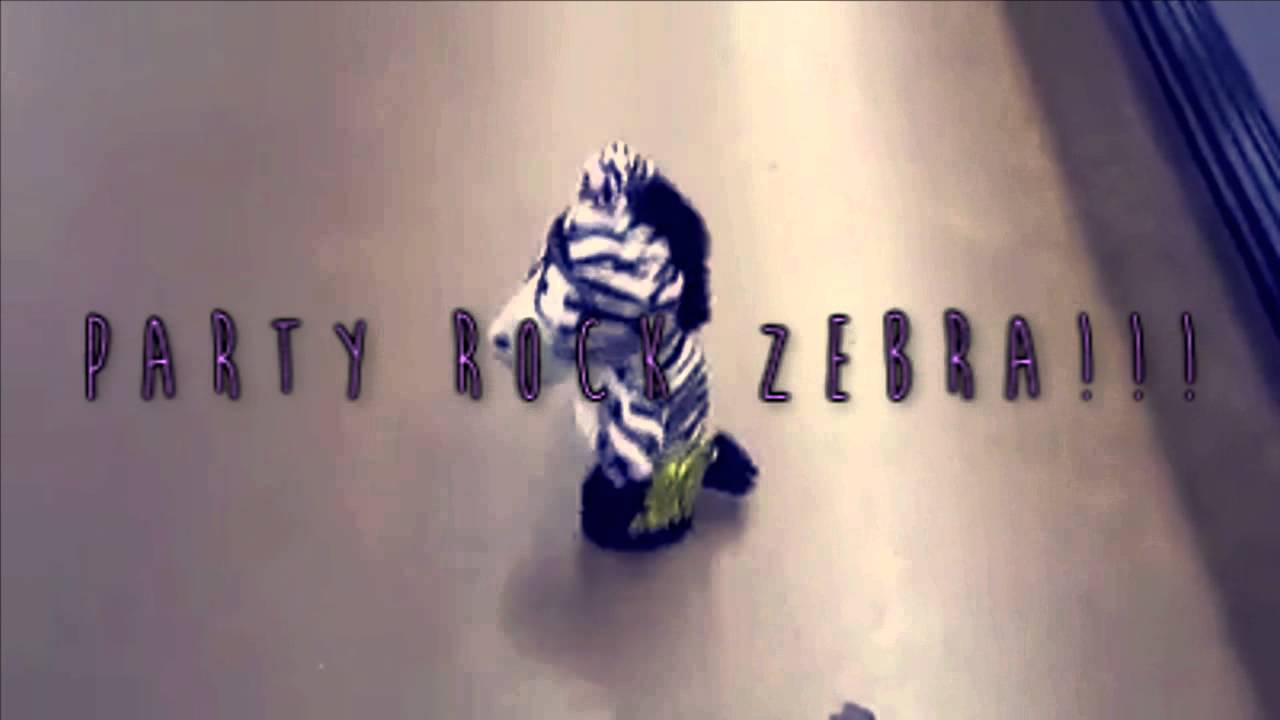 PARTY ROCK ZEBRA: dancing zebra! - YouTube
