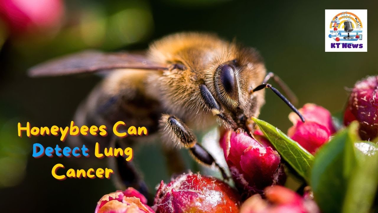 Honeybees Detect Lung Cancer Through Unique Brain Activity Patterns # ...