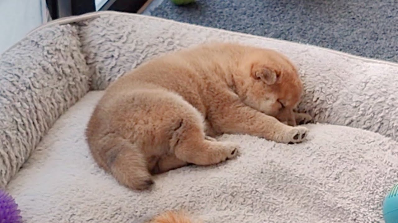 Potat Waggs Her Tail While Asleep Having Happy Dreams YouTube potat-waggs-her-tail-while-asleep-having-happy-dreams-youtube