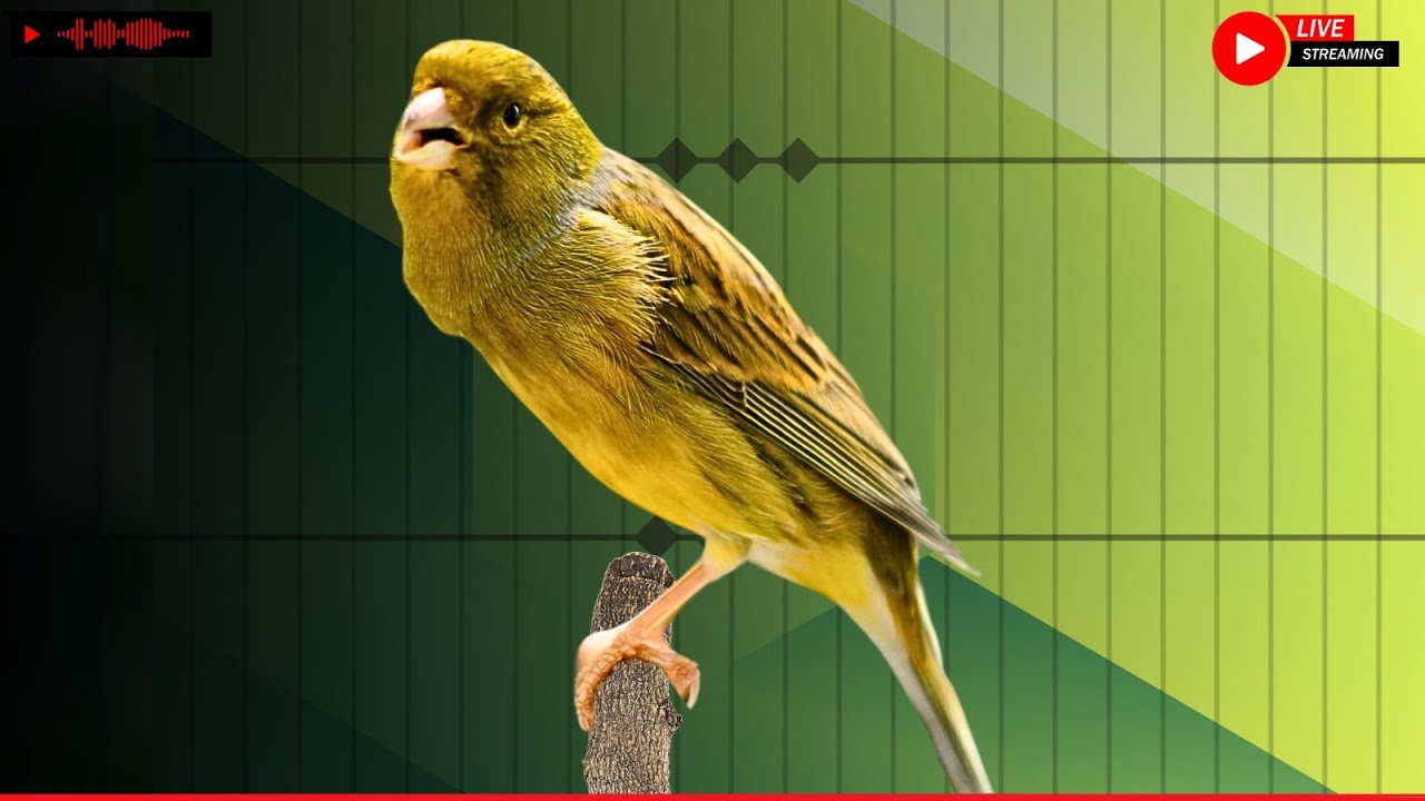 A Special Canary to Seduce All The Canaries - The Belgian Singing ...