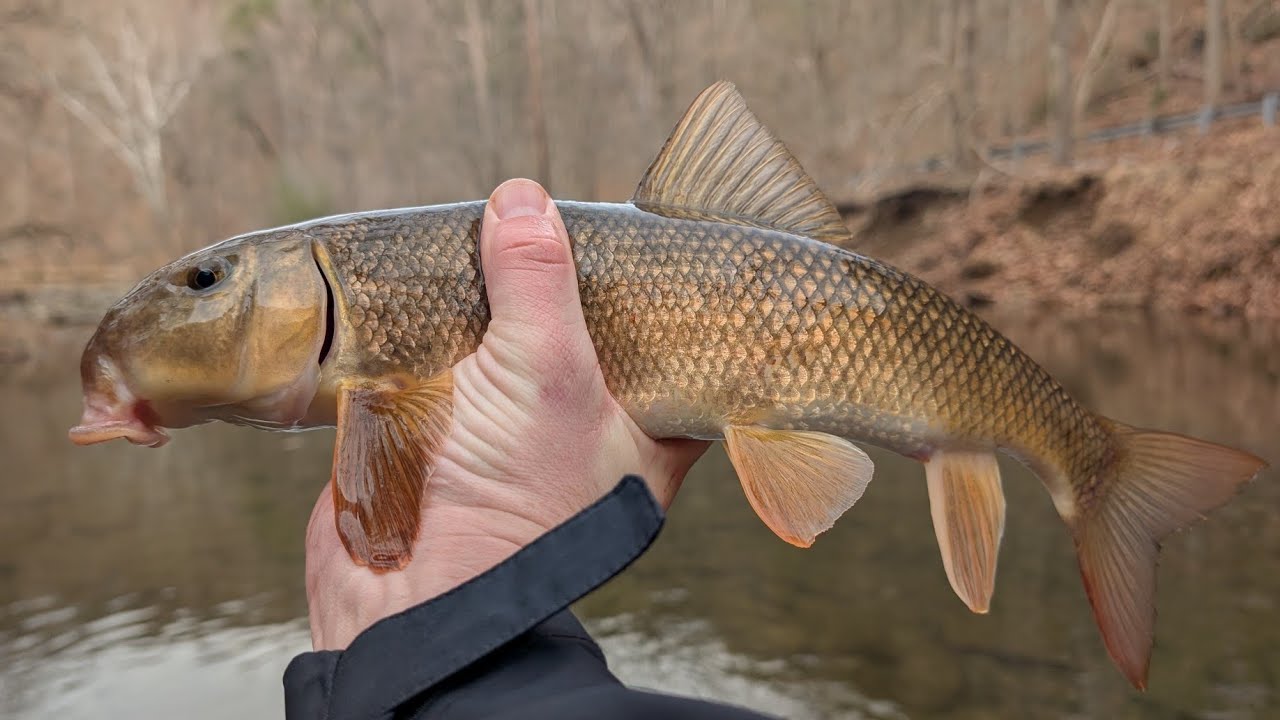 Catching Suckers at Valley Creek / Valley Forge National Park, PA # ...