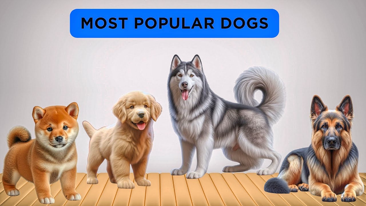TOP 10 Most POPULAR Dog Breeds in the World! - YouTube