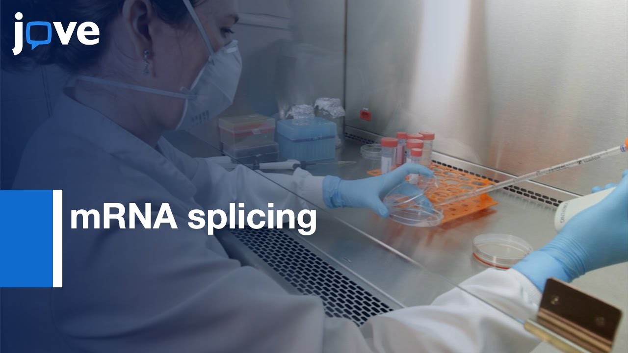 Minigene Tool to study mRNA splicing changes | Protocol Preview - YouTube