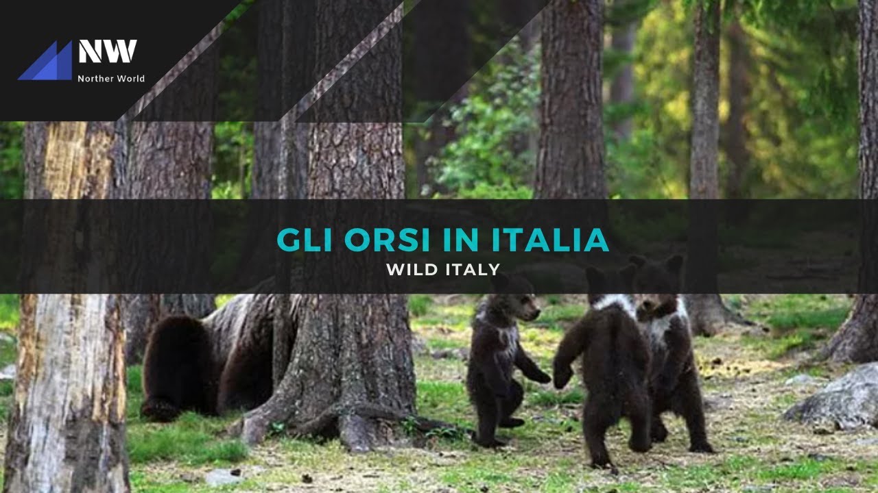 Gli orsi in Italia - Wild Italy - YouTube