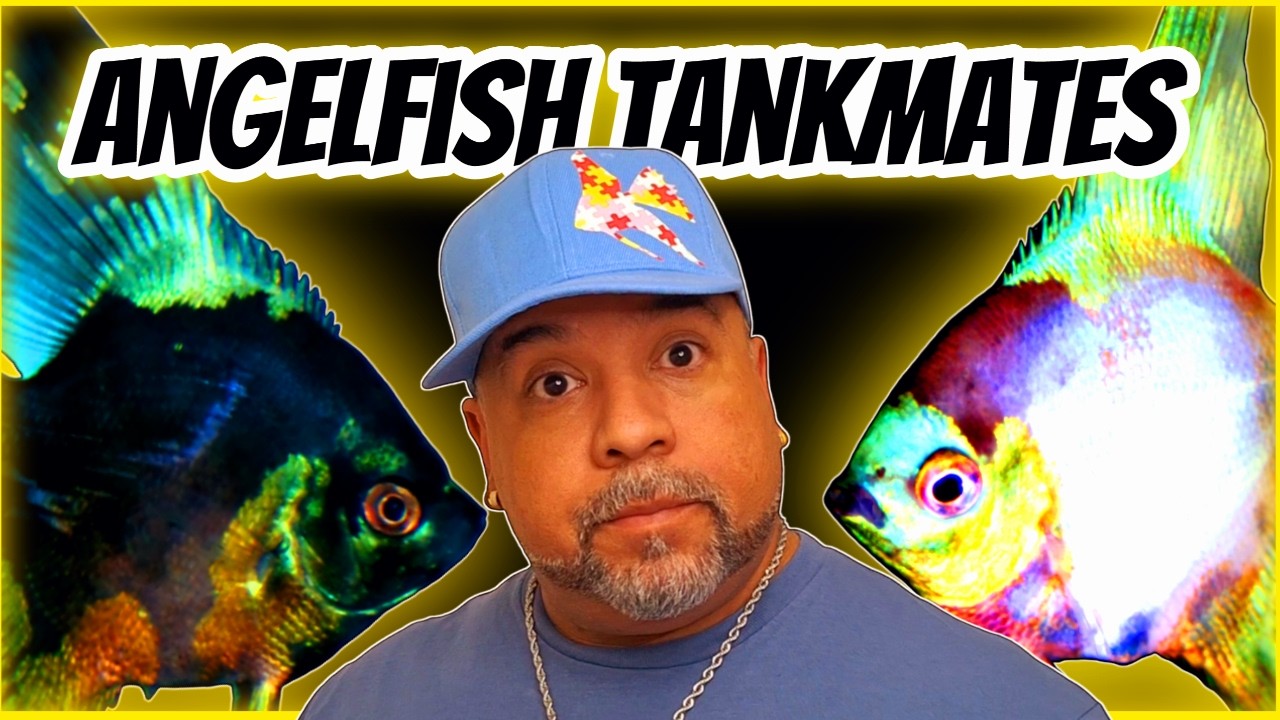 5 Diverse Tank Friends for Freshwater Angels - YouTube