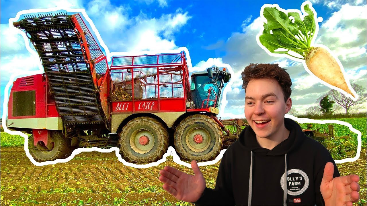 MONSTER SUGAR BEET HARVEST!! *Where Sugar Comes From!* - YouTube