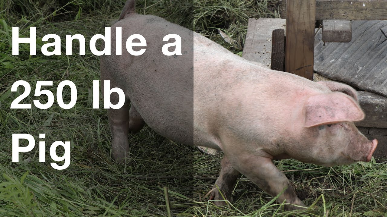 How To Handle A 250 Pound Pig YouTube