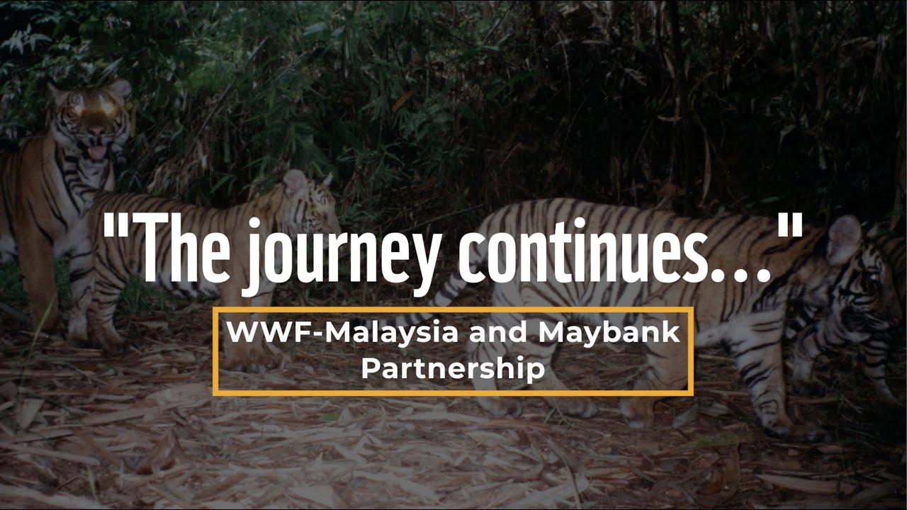 WWF-Malaysia and Maybank Partnership To Conserve Malayan Tigers - YouTube