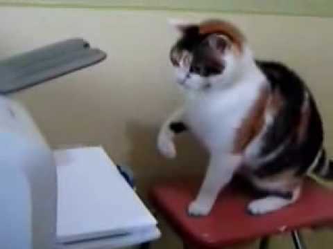 el gato y la impresora que explota - YouTube