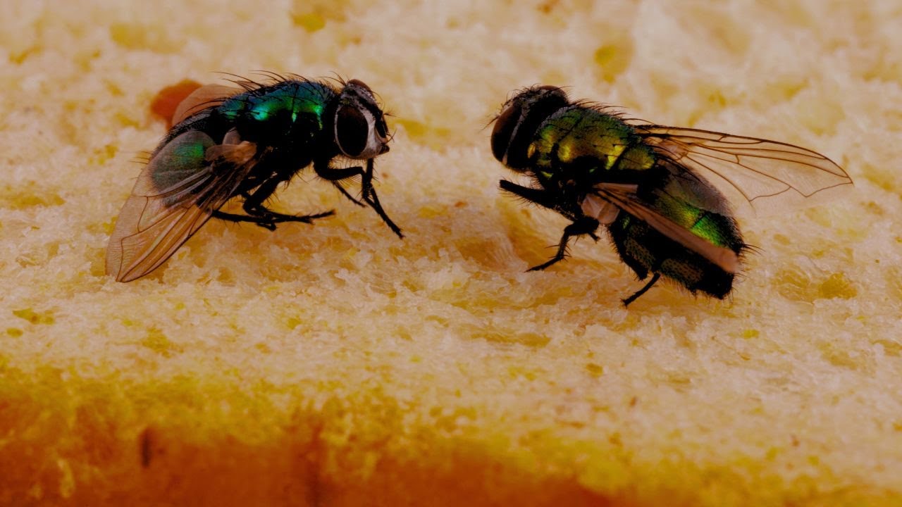 KILLING FLIES - YouTube