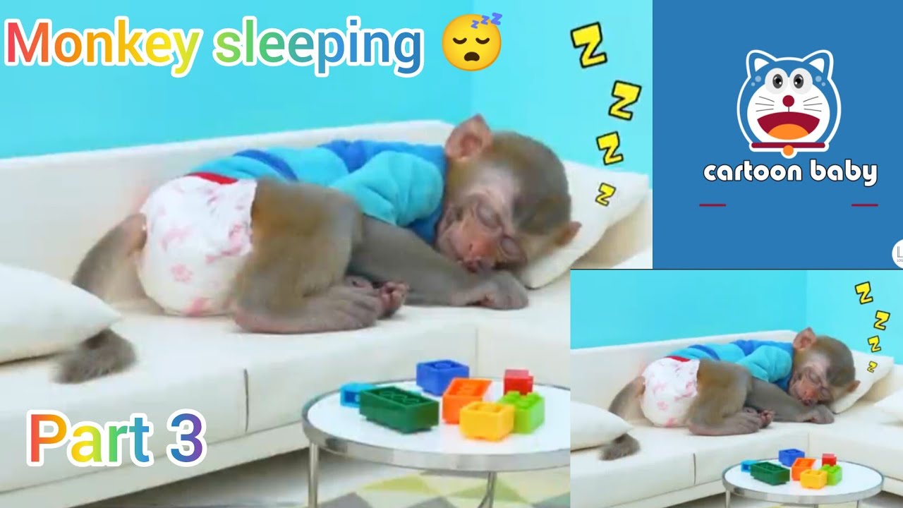 part 3 sleeping time//survive Monkey 🐒//@cartoonbaby-ayan @MrBeast ...