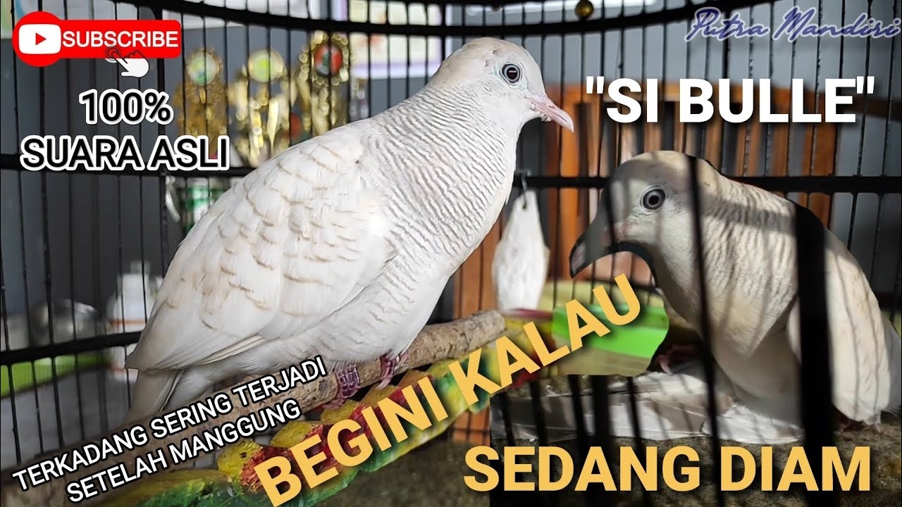 NYAMBER BIKIN LATAH JADI MASTERAN LANGSUNG NYAUT PANCINGAN SEMUA IKUT ...