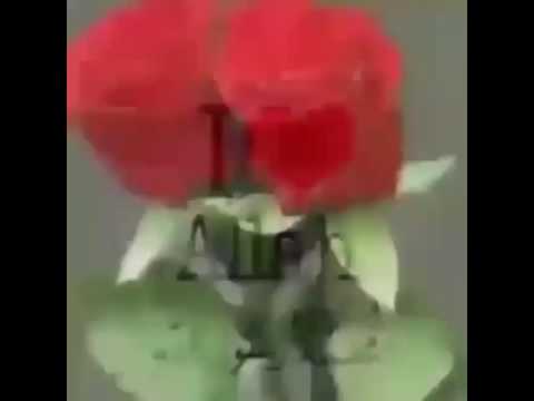 Ciid sacidun caleyna wa caleykum