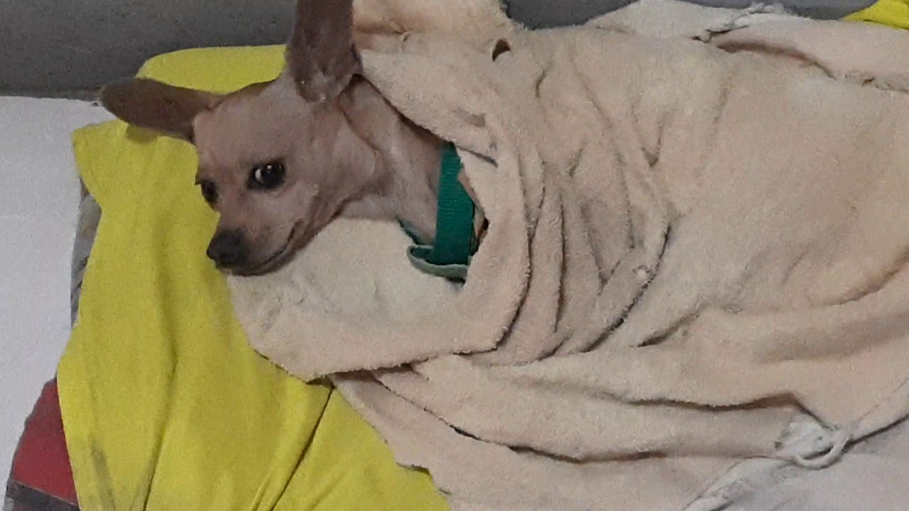 EL PERRITO PUCHI SE COMPORTA COMO UN NIÑO - YouTube