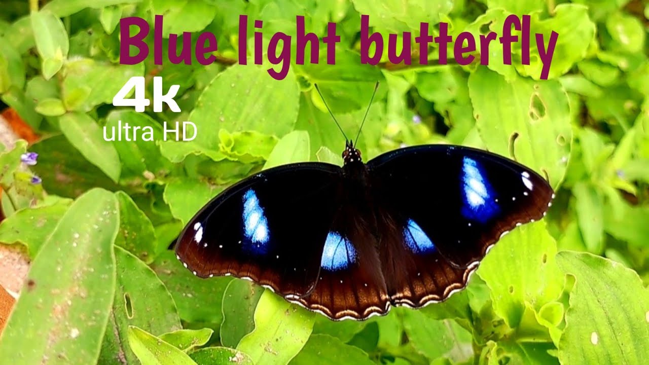 chamkili blue light Titli/butterfly wow 😲😍 amazing,beautiful butterfly ...