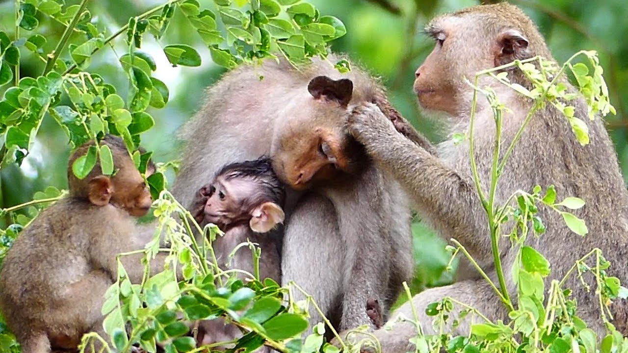 Two families look so very intimacy to each other, Cute baby & little ...