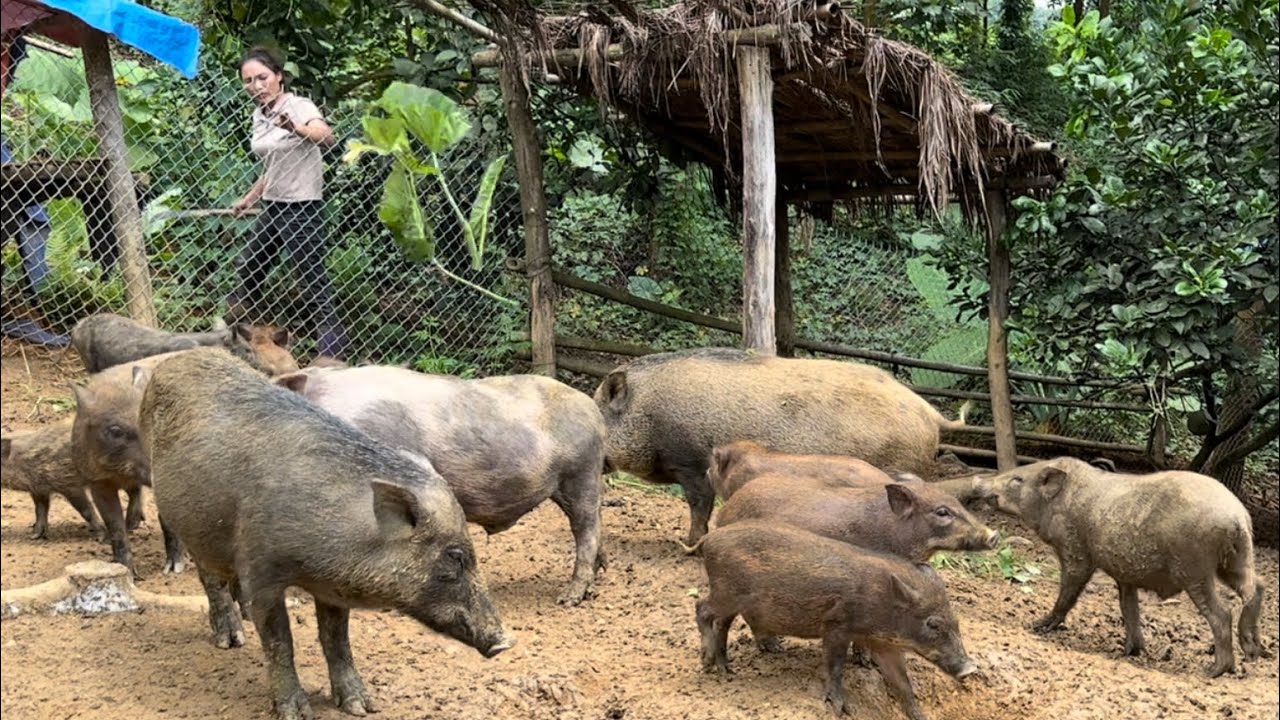Jhony's wife takes good care of the wild pigs during the days Jhony is ...