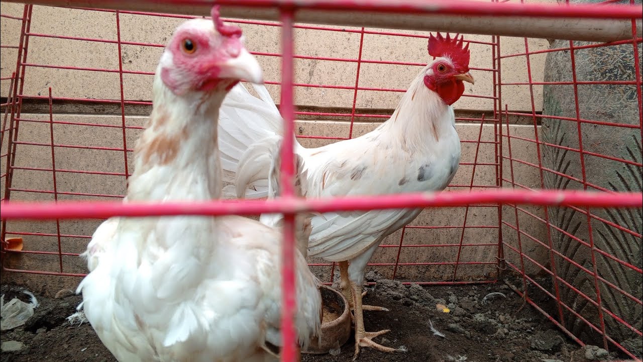 UPDATE SA MGA MANOKIS NATIN | MANOK PANABONG | THOMPSON WHITE | BUTCHER ...
