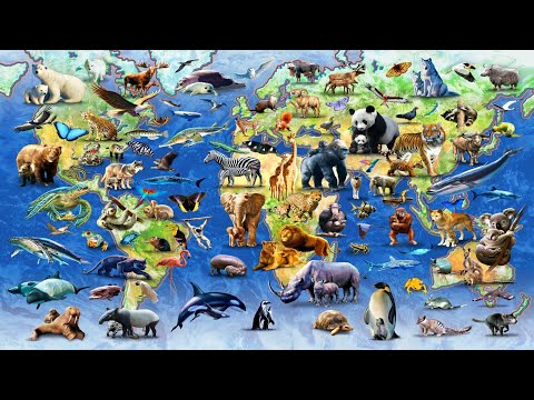 Zoocoğrafiya.Suda və Quruda yaşayan canlılar.🐾
