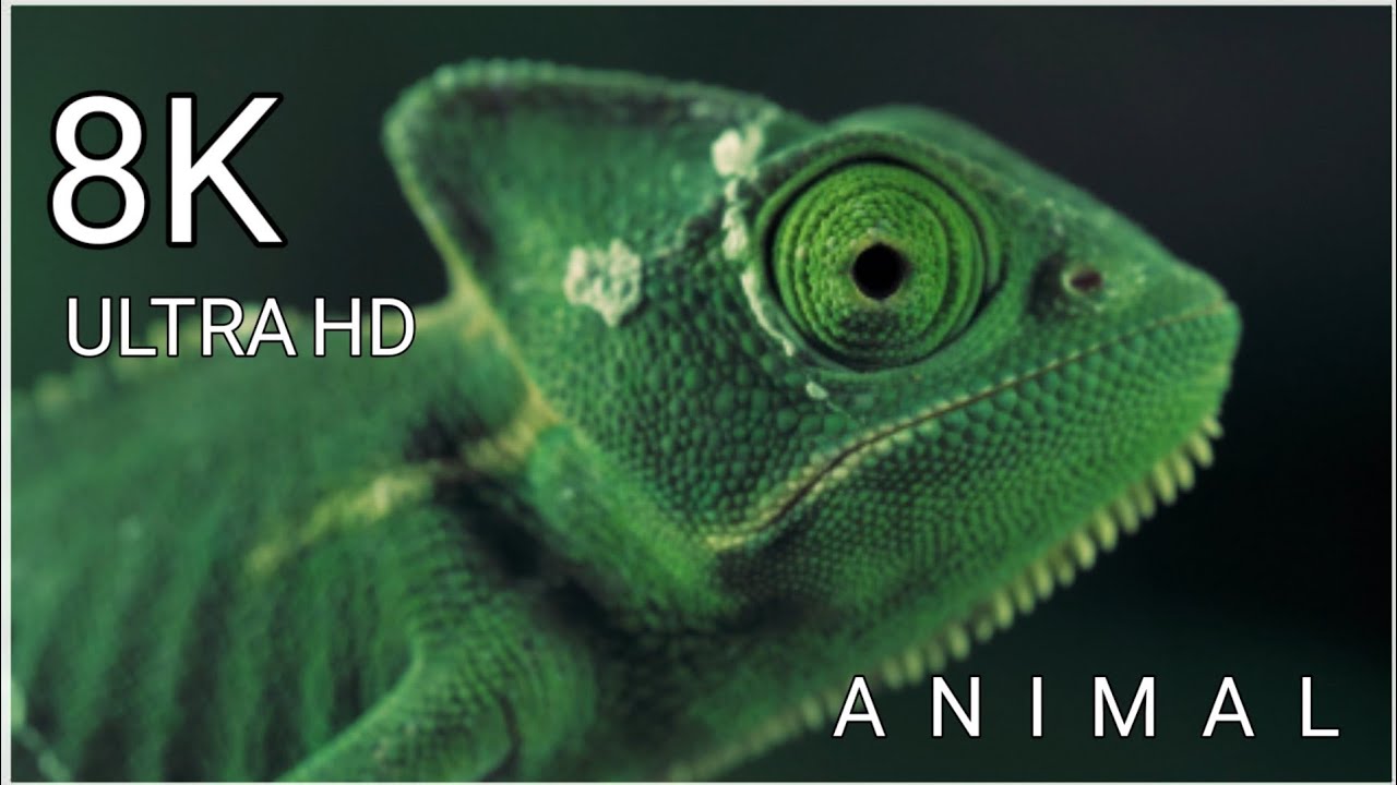 8K Ultra HD Animal// Beautiful Animal Collection For Would In 8k Ultra ...