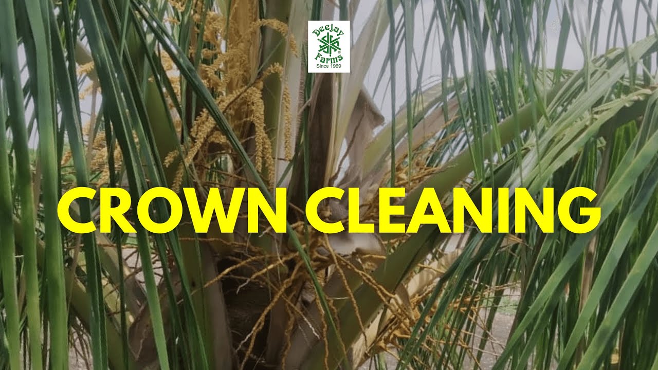 Crown Cleaning in Deejay Hybrid Coconut Trees - YouTube