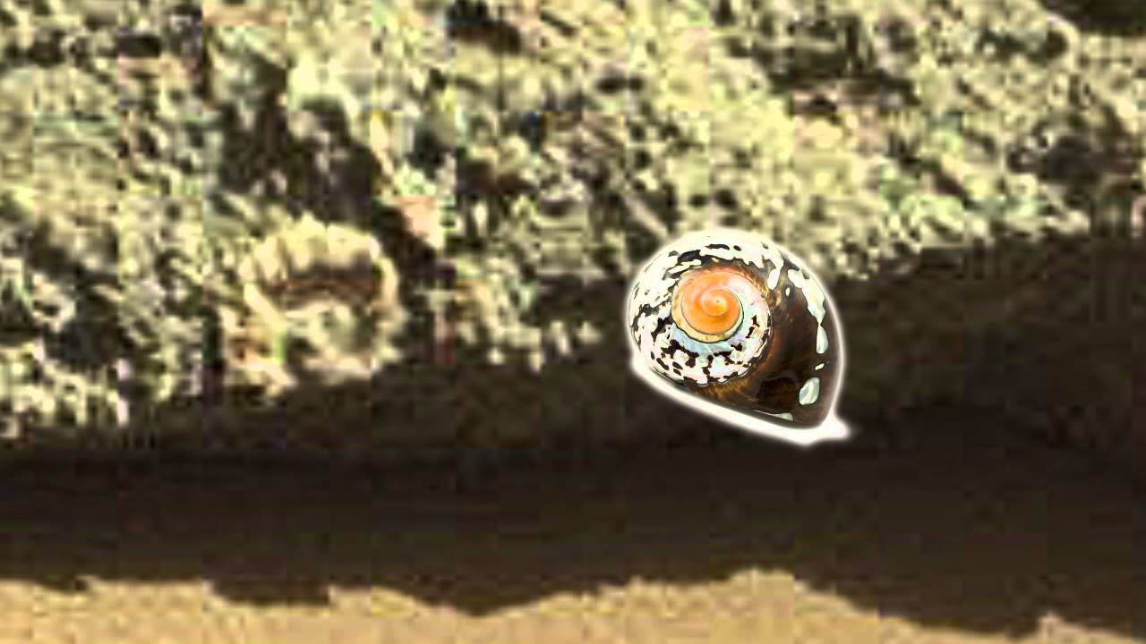 Fossil Sea Shell Found in Mars Curiosity Photo - YouTube