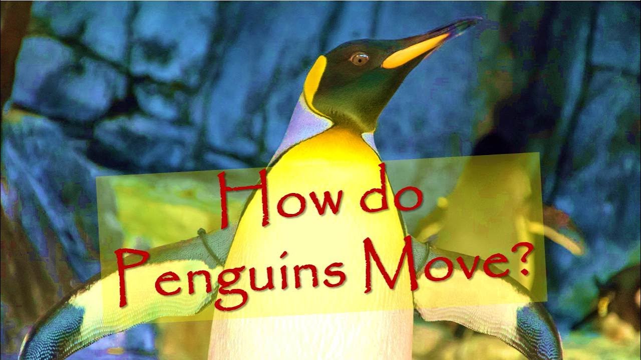 How do Penguins Walk? | Talking About Penguins - YouTube