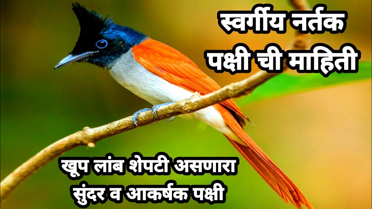 स्वर्गीय नर्तक पक्षी ची माहिती | swargiy nartak pakshi chi mahiti ...