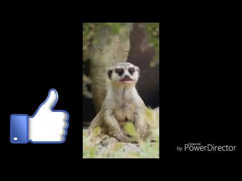 Komik Maymun Aynı Benim Gibi