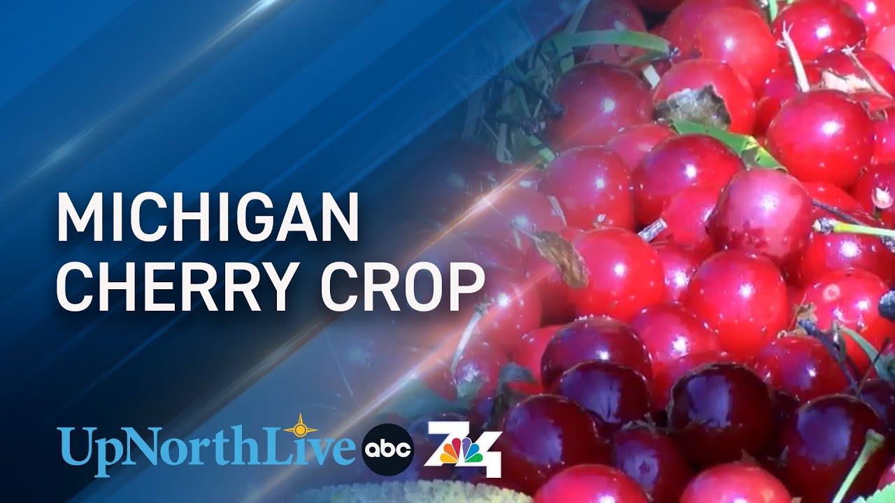 Michigan cherry growers hope for help after disappointing harvest - YouTube