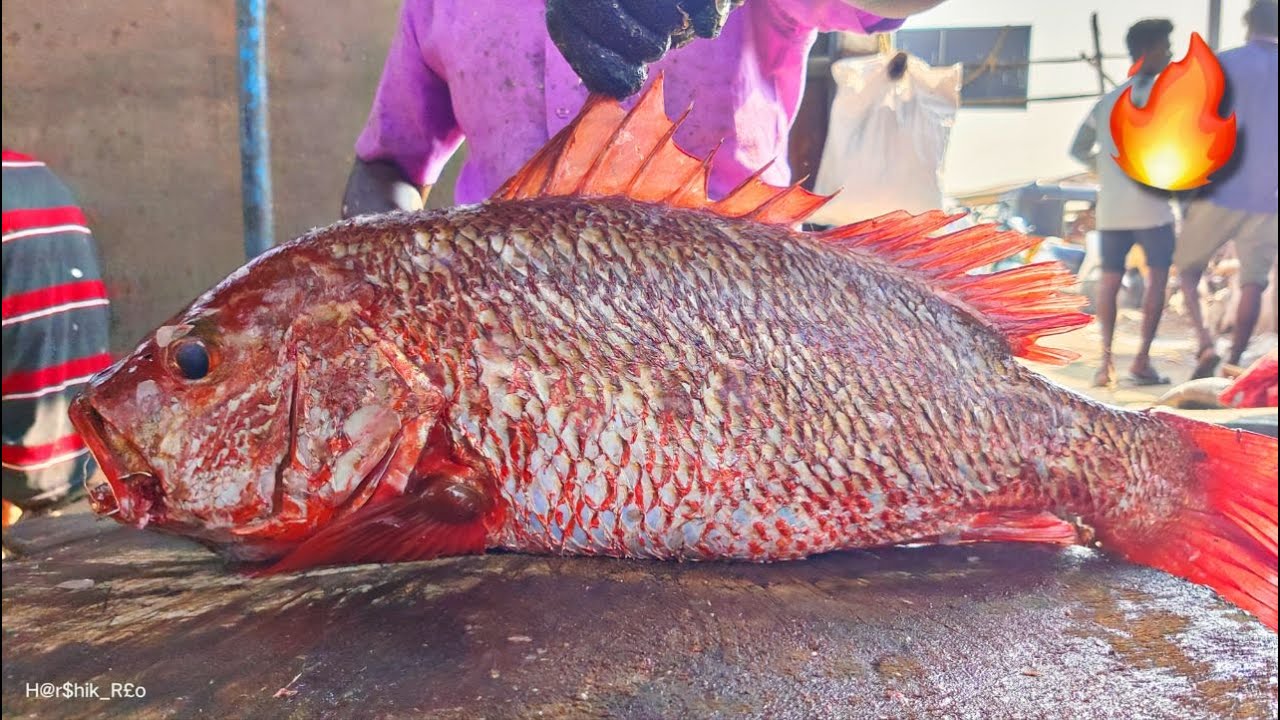 RED SNAPPER FISH CUTTING💥| KASIMEDU FISH CUTTING | FISH CUTTING SKILL ...