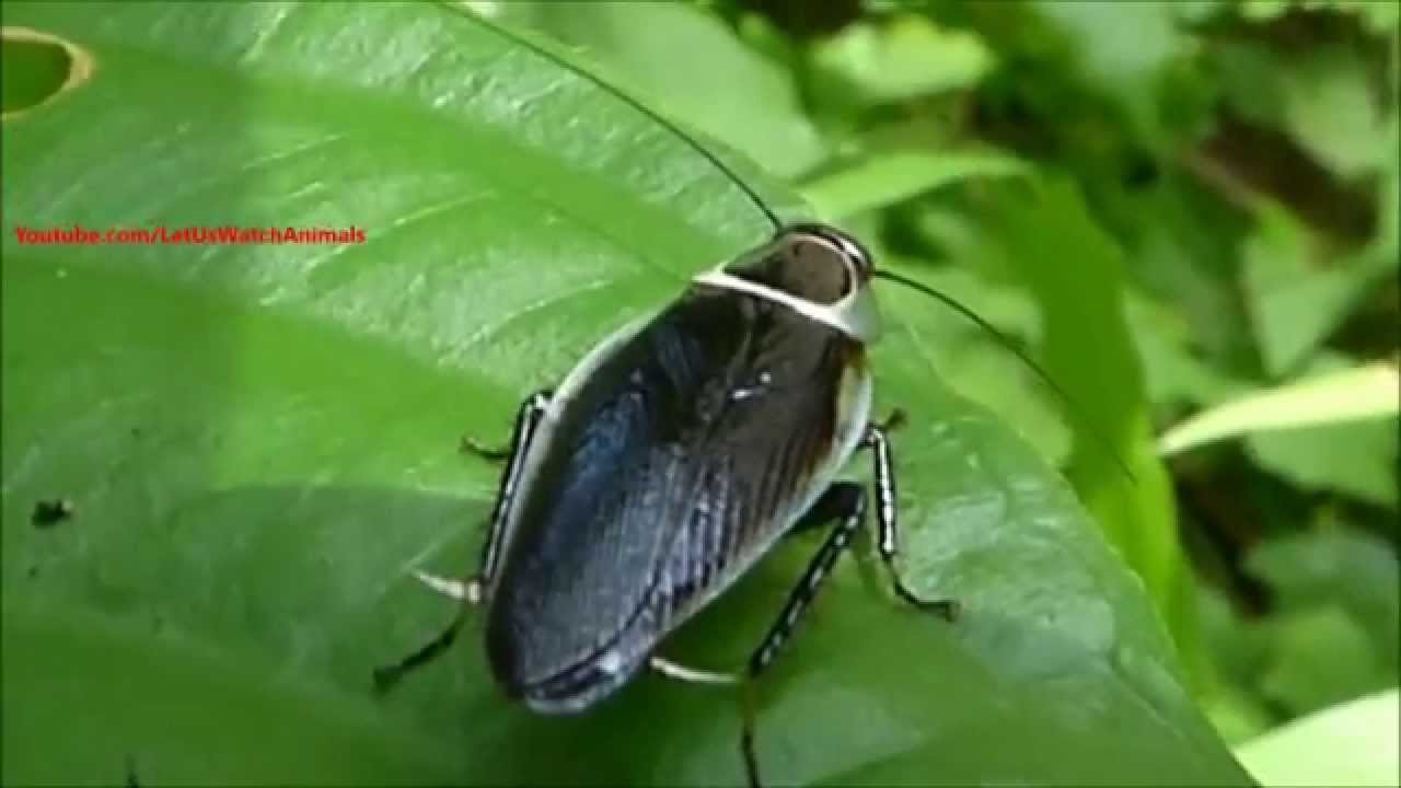 Black bush cockroach - YouTube