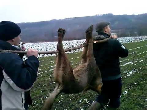 Lov vuka Mirilovac - YouTube