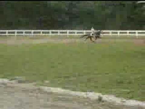 Standardbred Pacing Horses - YouTube