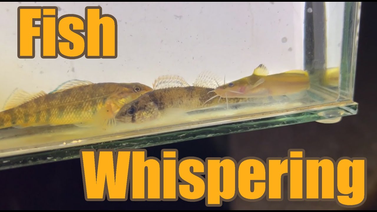 Microfishing: Missouri - Show Me Fish, Day 2, Pt 4 - YouTube