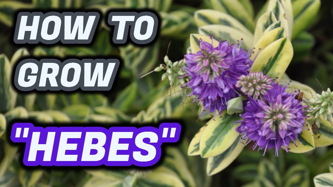 How To Grow Hebes : Beautiful Variegated Plants (Quick Guide) - YouTube