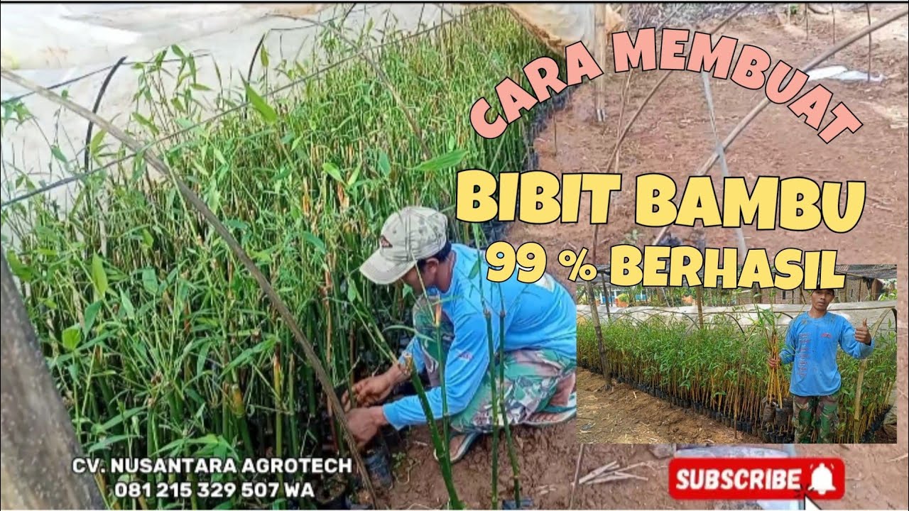 CARA MUDAH MENANAM BAMBU || CARA MUDAH BUDIDAYA TANAMAN BAMBU - YouTube