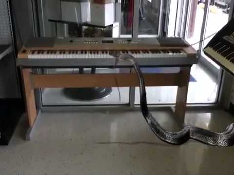 snake plays piano - YouTube