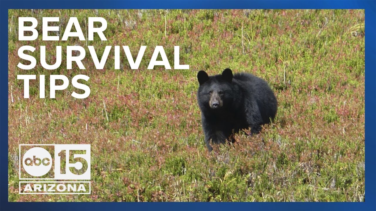 Preventing and surviving bear encounters, survival expert shares ...