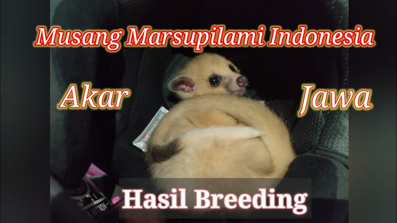 Musang Akar Jawa Marsupilami nya Indonesia ||Mengenalkan anak dengan ...