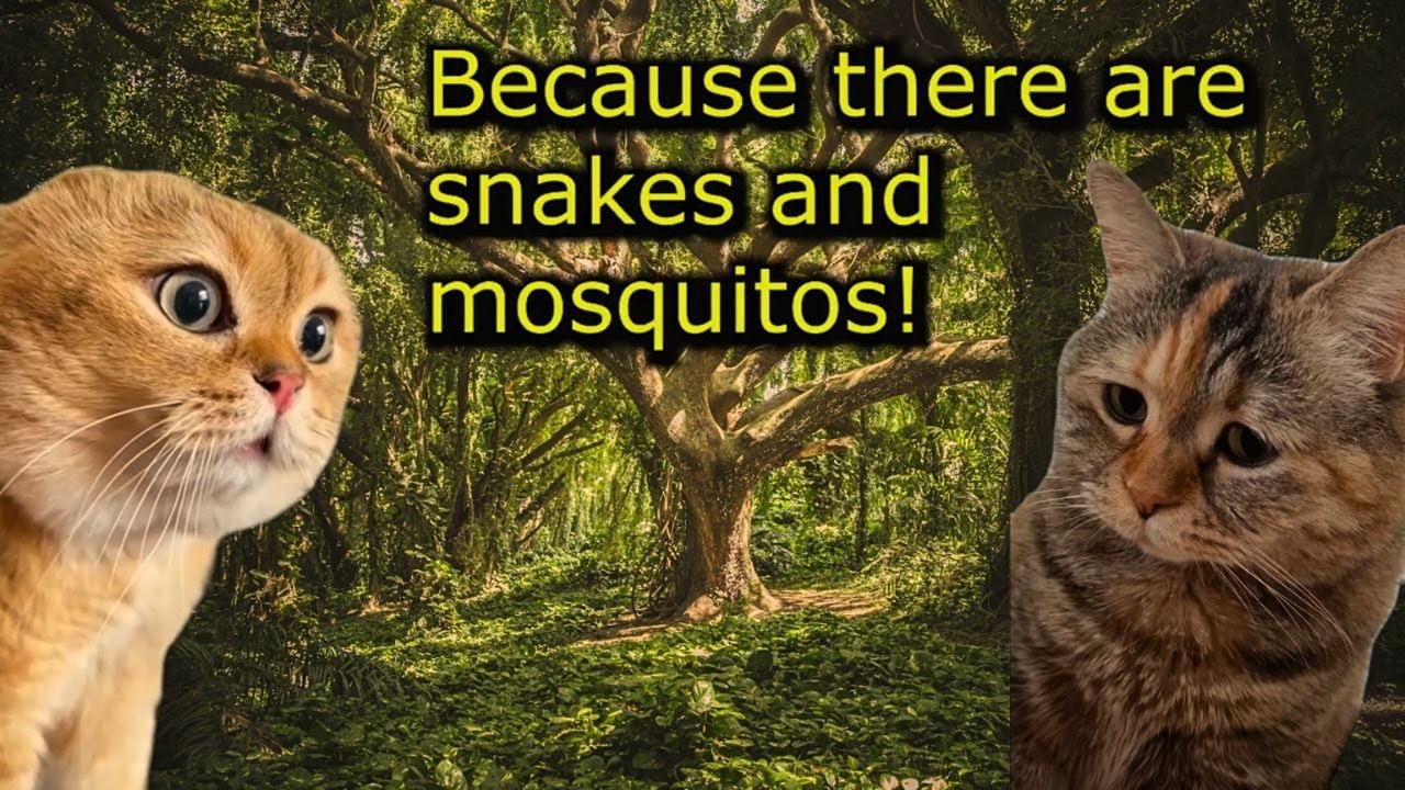 Two cats go hunting in the forest (cat memes) - YouTube